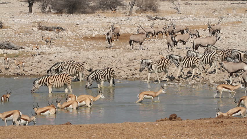 Zebra, Springbok, Kudu, Gemsbok And Wildebeest Gathering At A Waterhole ...