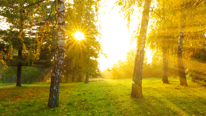 Sunlight Through Tree In Morning/Sun Beams Through Tree/Closeup Of Sun ...