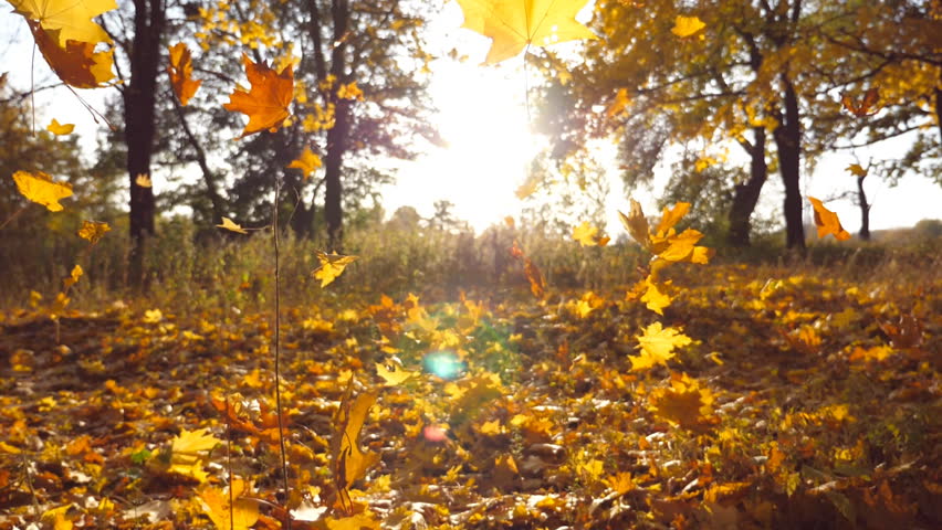 Rotating Tree Crowns, October Park Color Scene Autumn Background ...