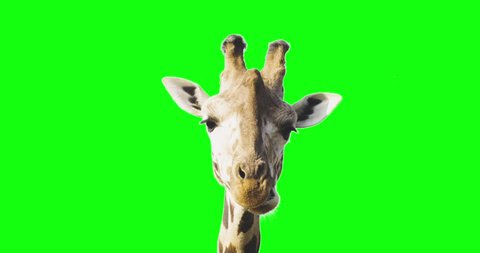 Green Screen Animals Stock Video Footage - 4K and HD Video Clips ...