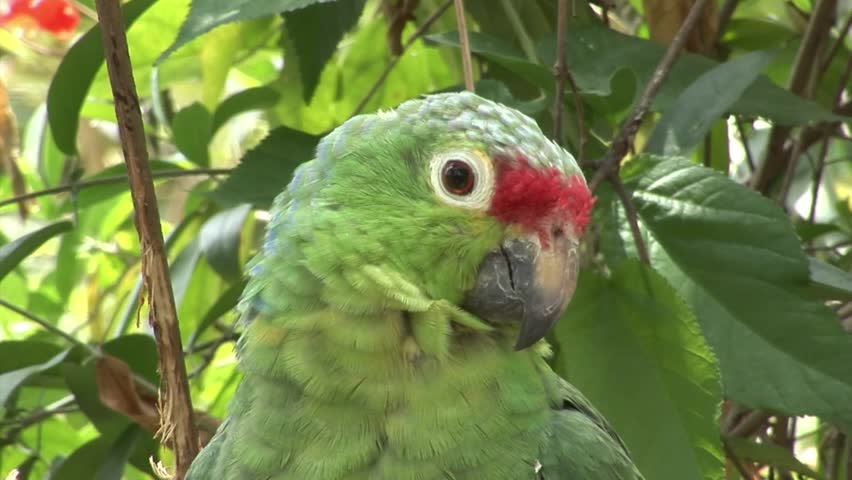 Video de stock de green parrot loras birds on water | 32995873 ...