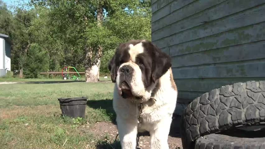 Beautiful Large Saint Bernard Dog Stock Footage Video (100% Royalty ...