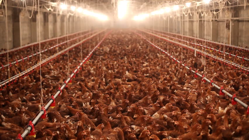 Free Range Chicken Stock Footage Video | Shutterstock