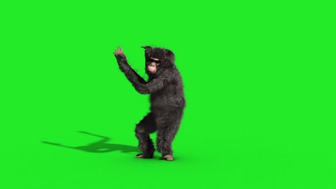 Green Screen Animals Stock Video Footage - 4K and HD Video Clips ...