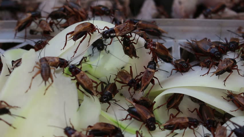Group of Crickets Stockbeeldmateriaal en -video's (100% rechtenvrij ...