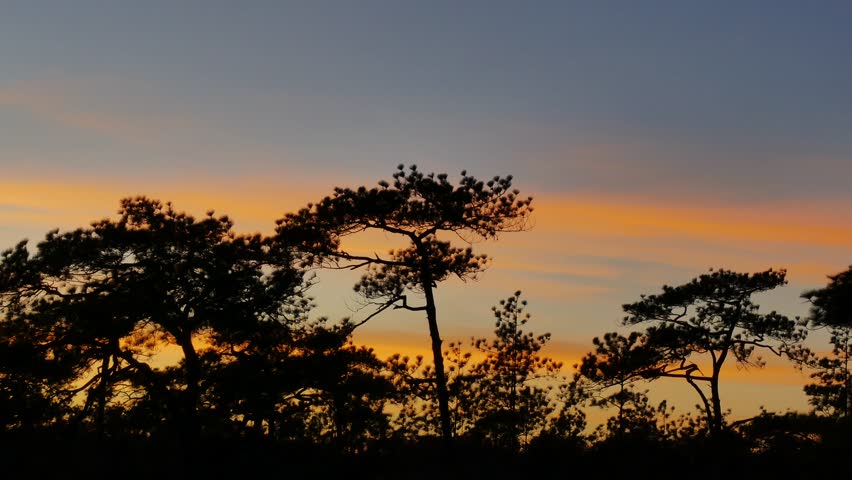 Stock Video Clip of The wind blows the pine trees lightly | Shutterstock
