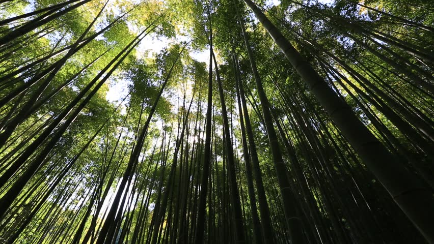 Stock video of circular panorama of the green bamboo | 33361183 ...