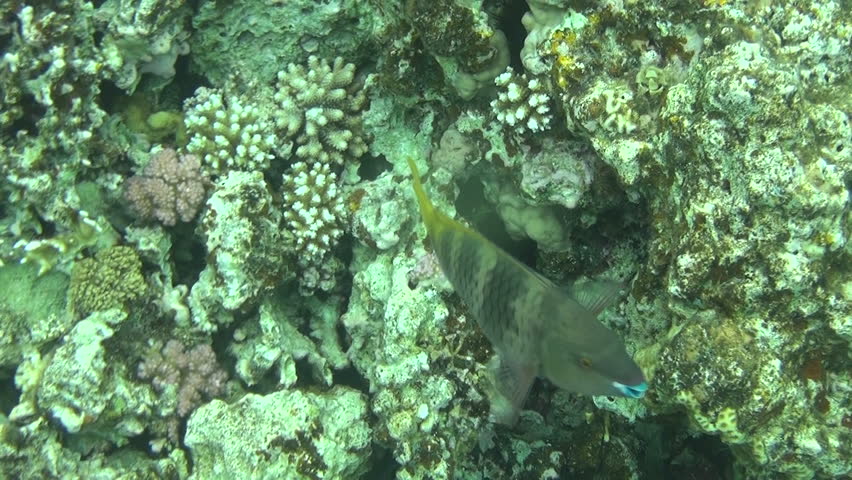 Fish (goby) Against Algae Overgrown Hyphae Of Fungi, Eutrophication ...