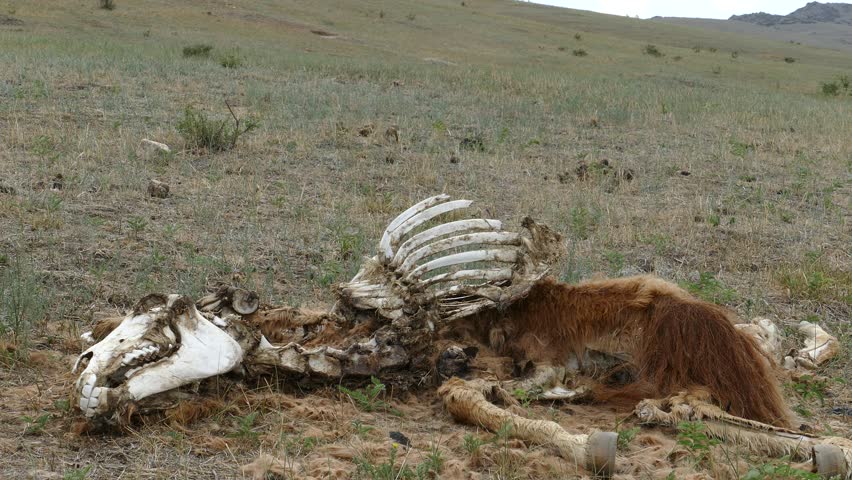 A Half-decomposed Corpse of a Stock Footage Video (100% Royalty-free ...