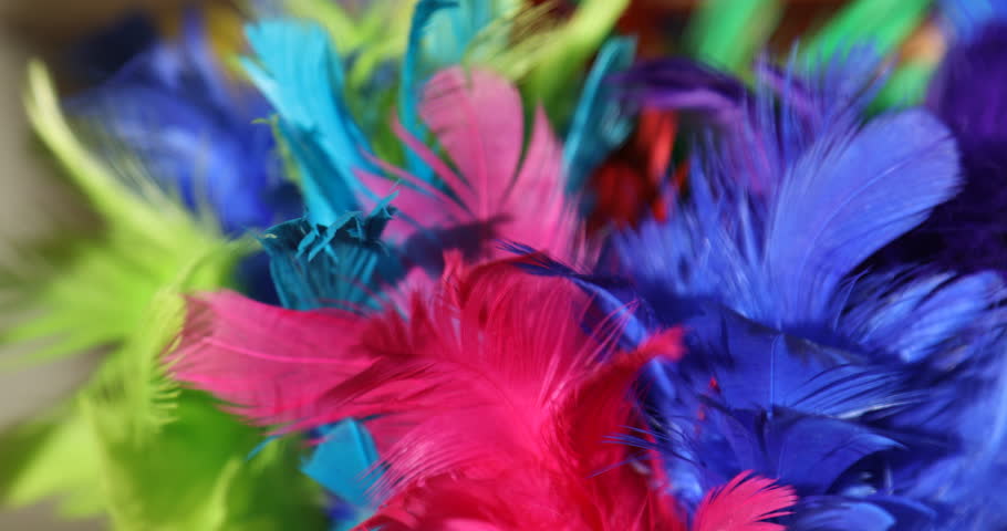 Multi Color Bird Feathers Stock Footage Video 33731779 | Shutterstock