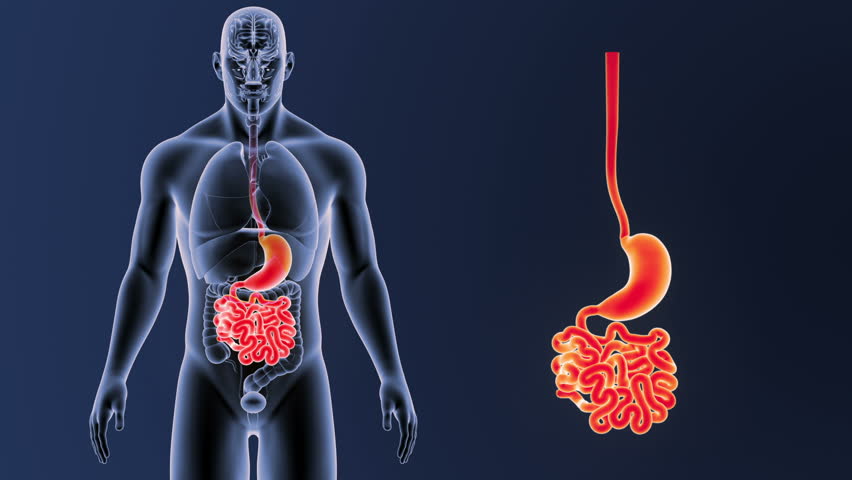 Digestive System, Human Intestines. Green Screen Footage Stock Footage ...