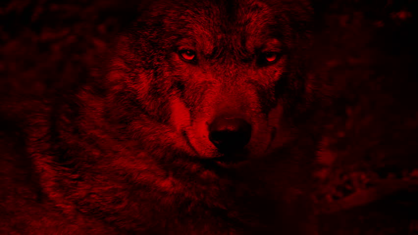 Blood Red Wolf Abstract Stock videoer 17950753 | Shutterstock