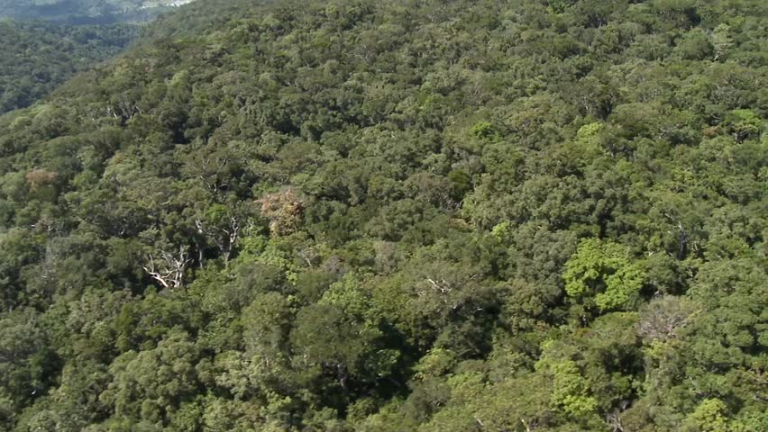 Woods Video de stock (totalmente libre de regalías) 3388463 | Shutterstock