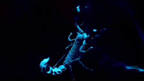 Scorpion Stock Video Footage - 4K and HD Video Clips | Shutterstock