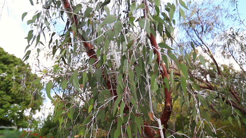 Silver Princess Trees (eucalyptus Caesia) Stock Footage Video (100% ...