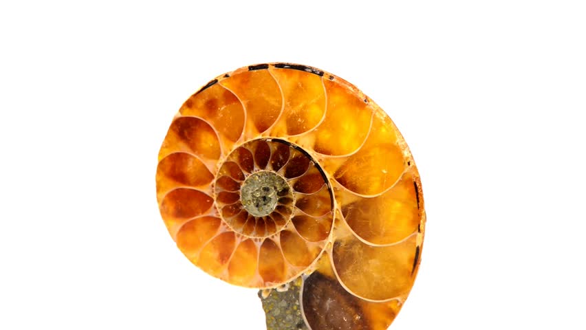 Ammonite Shell image - Free stock photo - Public Domain photo - CC0 Images