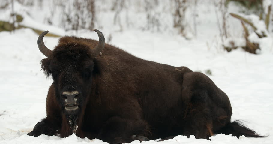 Russian Bison