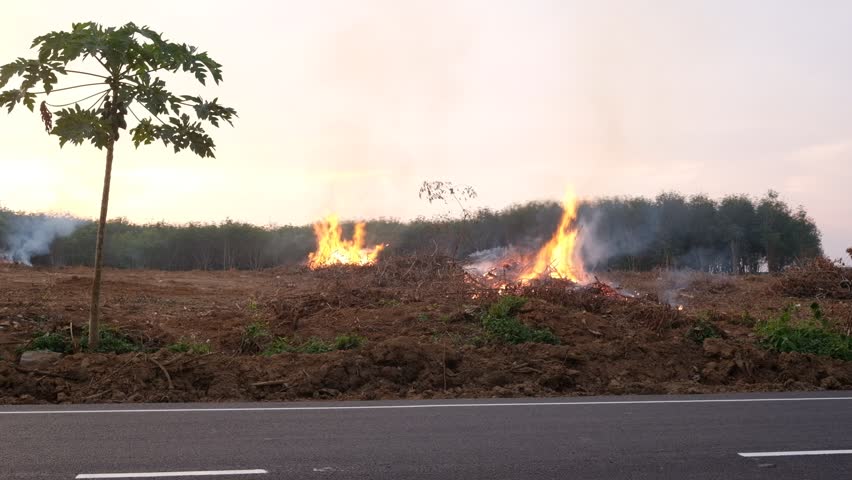 Stock video of clearing land and destruction dry trees | 34527343 ...