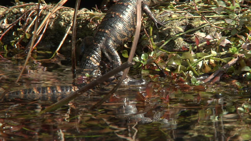 Alligator Hatchlings Stock Footage Video (100% Royalty-free) 3455663 ...