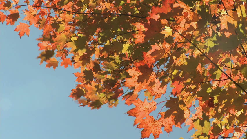 1035 Fall Trees Falling Leaves And Rainbow Storm Stock Footage Video ...