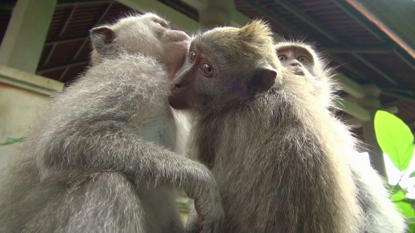 Vídeo stock de Slow Motion of Monkey Taking (100% livre de direitos ...
