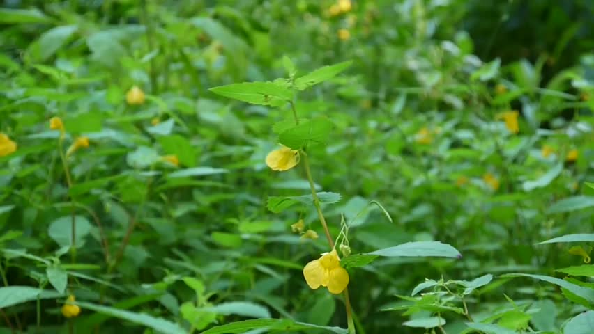 Yellow Touch-me-not Balsam Flower Petal HD Video Static Camera ...