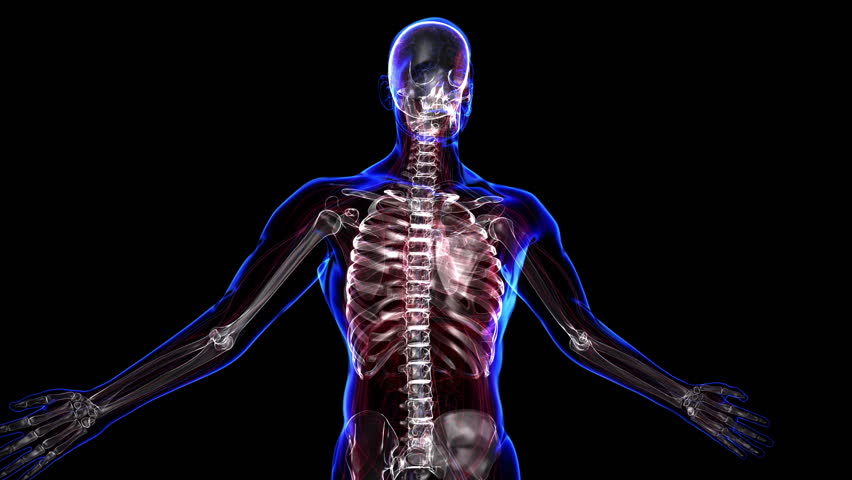 All Human Body Systems. Transition Body - Lymphatic System - Body. Loop ...