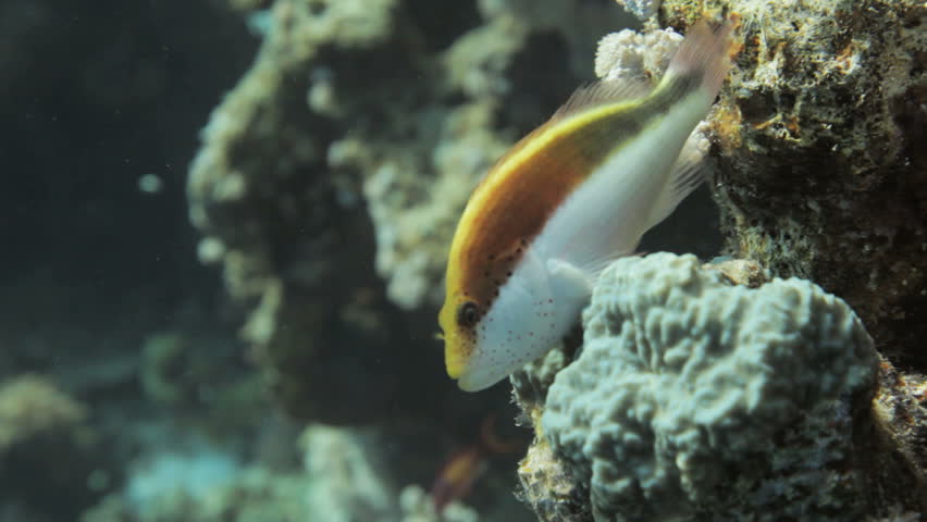 Hawk Fish at the Reef Stock Footage Video (100% Royalty-free) 3580313 ...
