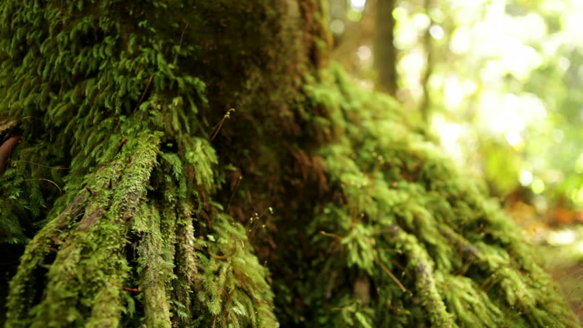 Stock video of looping video: close-up of green moss | 3596963 ...