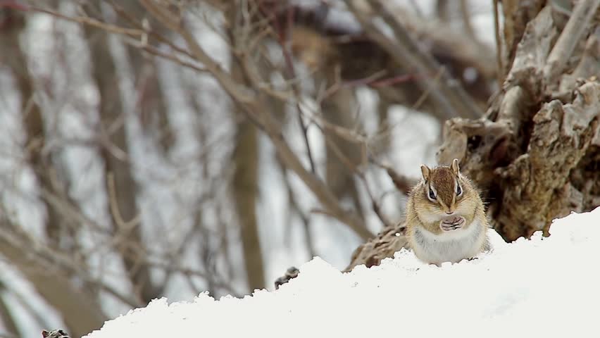 Siberian Chipmunk In Winter Mountain Stock Footage Video 5770025 ...