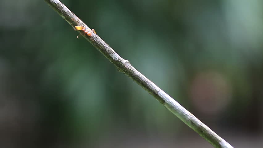 Weaver Ants Oecophylla Smaragdina On A String In The Philippines Stock ...
