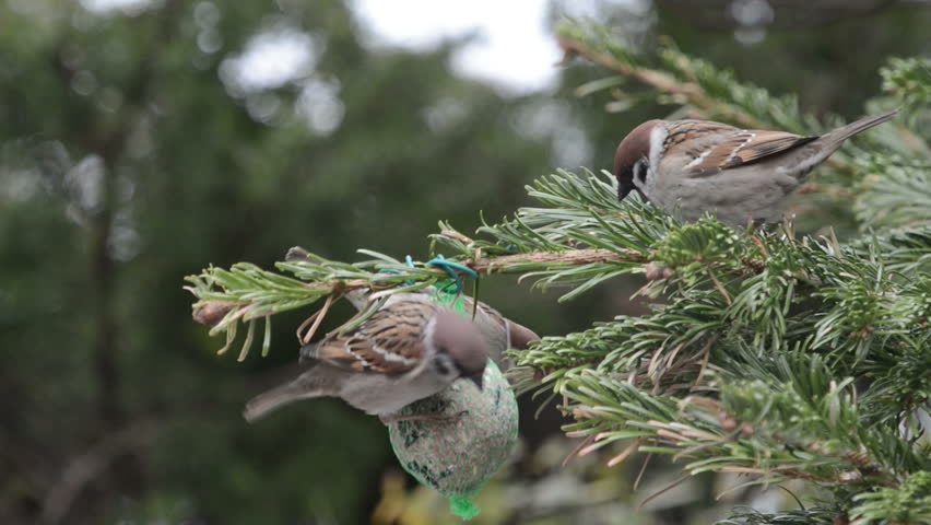 Male House Sparrow Searching Seeds Stock Footage Video (100% Royalty ...
