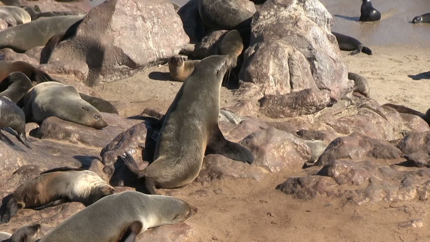 Seals Stock Footage Video (100% Royalty-free) 3684503 | Shutterstock