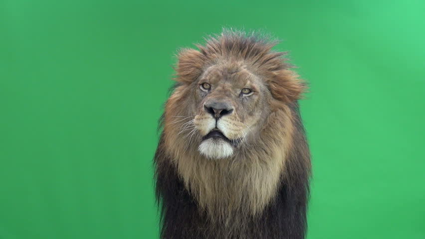 Stock video of slow motion of a lion shaking | 3811643 | Shutterstock