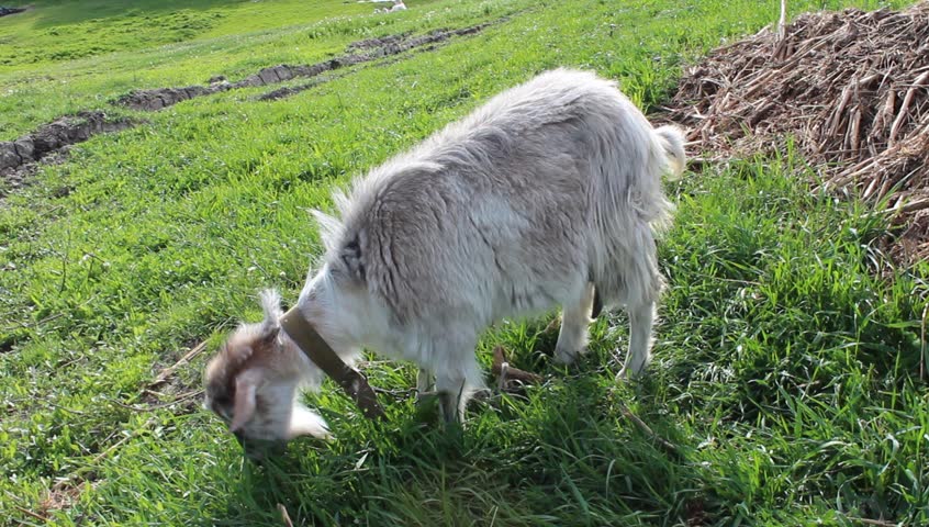 Mature Goat Grazing in the Stock Footage Video (100% Royalty-free ...