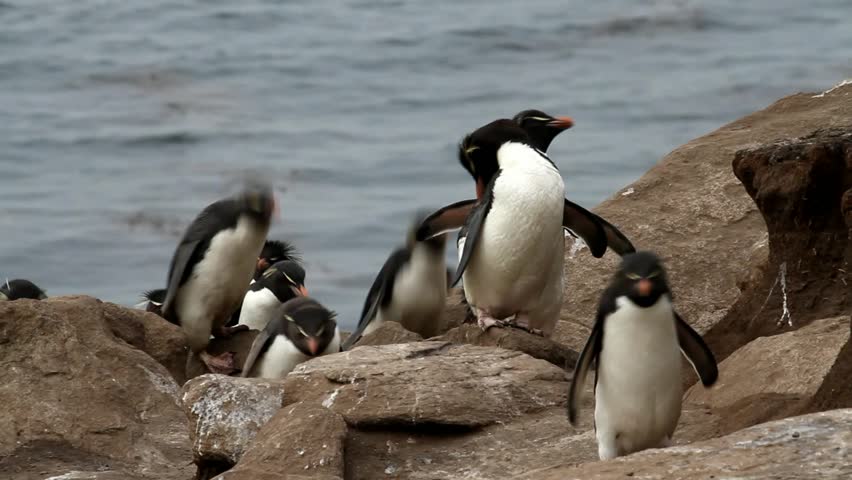 Penguins in Antarctica image - Free stock photo - Public Domain photo ...