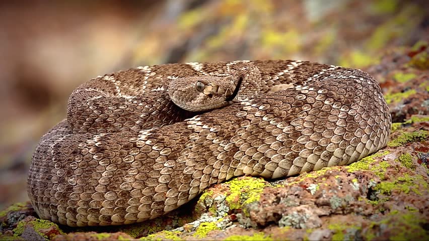 Western Diamondback Rattlesnake - Crotalus atrox image - Free stock ...