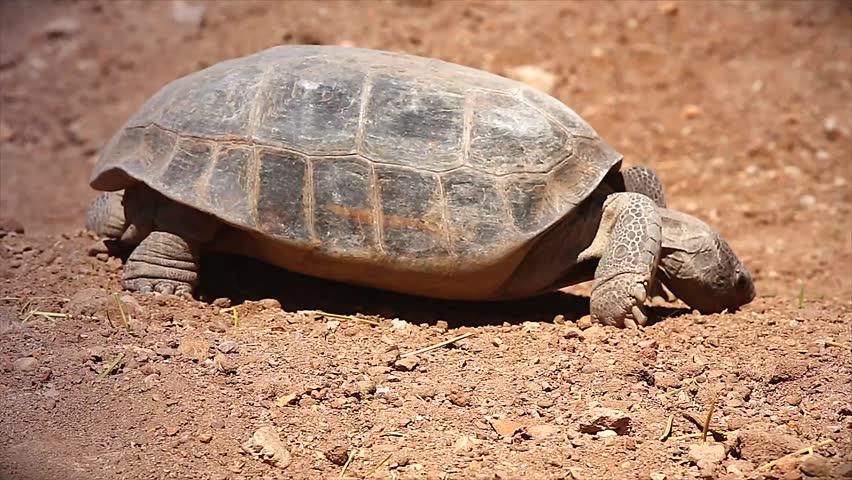 Endangered Bolson Tortoise (Gopherus Flavomarginatus) Walking In The ...