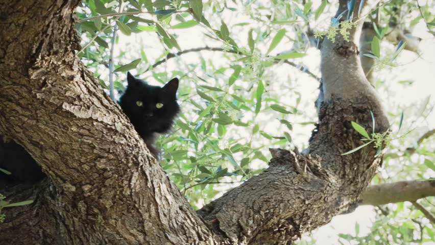 Kitten Climbing Down The Ladder Almost Falling. Baby Cat Walking On ...