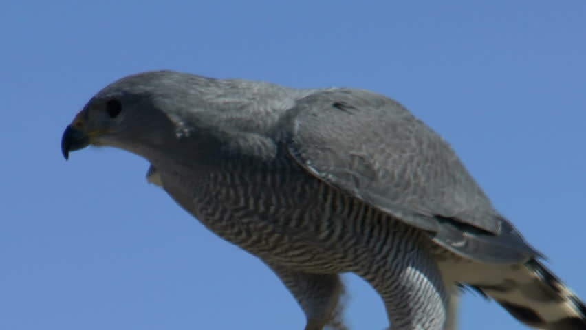 Stock video of grey hawk, head, feathers, wings, close | 4035343 ...