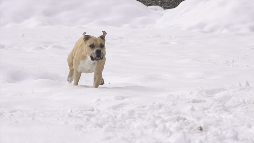 Stock video of slow motion: dog running for the | 4042423 | Shutterstock