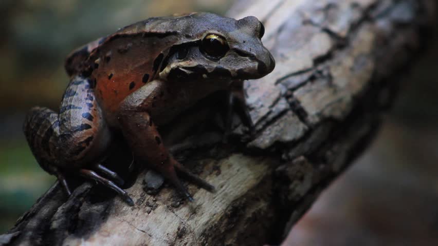 Mountain Chicken Frog image - Free stock photo - Public Domain photo ...