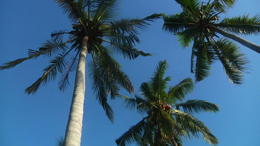 Bali Palm Trees Stock Footage Video (100% Royalty-free) 4055473 ...