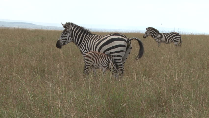 Coprophagy Stock Video Footage - 4K and HD Video Clips | Shutterstock