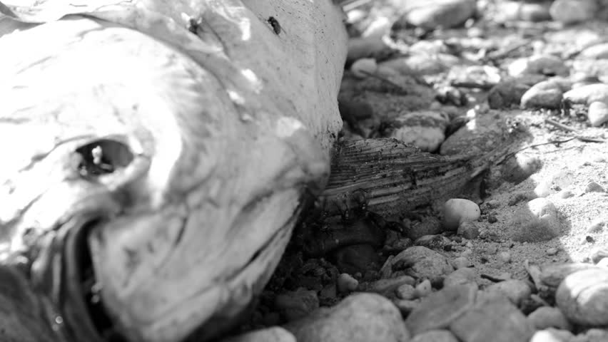 Dead Fish Rotting with Flies Stock Footage Video (100% Royalty-free ...