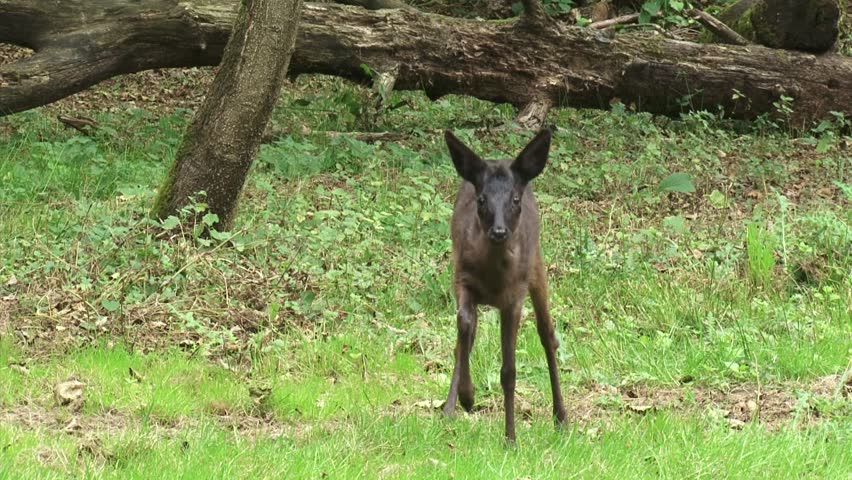 Stock video of black roe deer buck (capreolus capreolus) | 4134853 ...