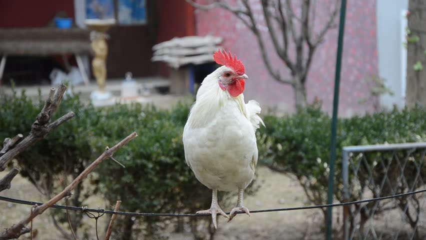 White Rooster Crowing in the Stock Footage Video (100% Royalty-free ...