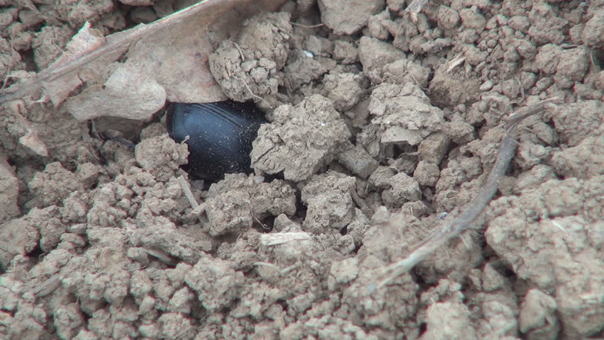 Stock video of beetle dug, bug crawling underground in | 4197973 ...