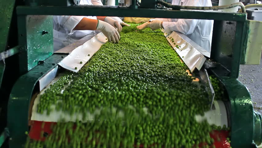 Stock video of peas processing factory ; workers on | 4289453 ...
