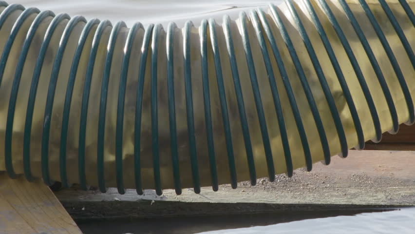 Stock video of coho salmon smolt swim in a | 4353203 | Shutterstock